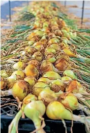 How to grow onions, king of the alliums - PressReader