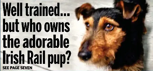 Well trained... but who owns the adorable Irish Rail pup? - PressReader