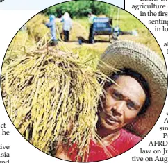 Palay harvest falls on smaller area, inclement weather in Q3 - PressReader