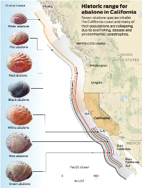 Bodega lab a key part of effort to save abalone - PressReader