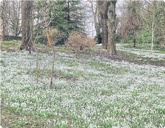 Snowdrops galore – the star flower - PressReader