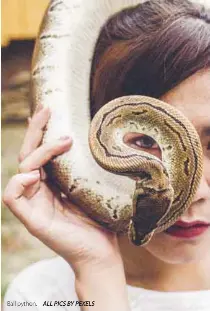 Intricacie­s of exotic pet ownership - PressReader