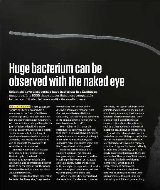 Huge bacterium can be observed with the naked eye - PressReader