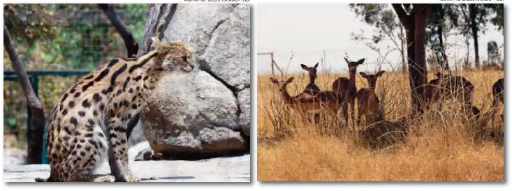 Reserva animal - PressReader