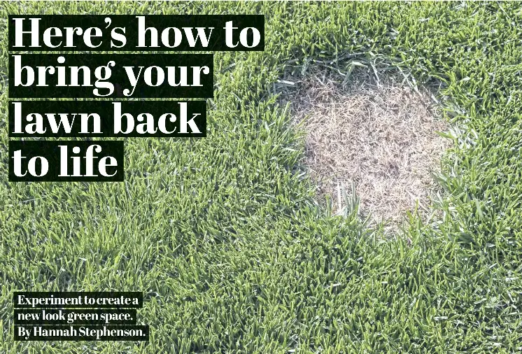 Here’s how to bring your lawn back to life - PressReader