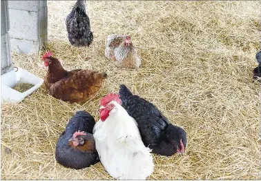 Franklin raises rabbits, chickens on hobby farm - PressReader
