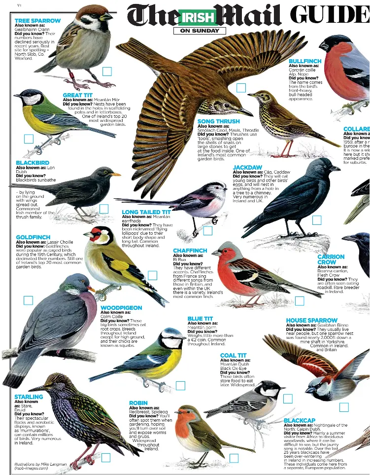 Common Garden Birds Northern Ireland | Fasci Garden
