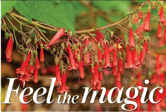 Feel the magic - PressReader