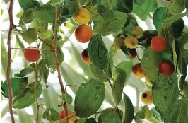 Sidr tree: A common feature in old Kuwaiti neighborho­ods - PressReader