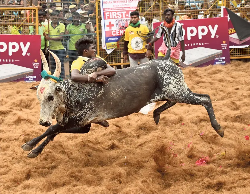 The bull and the brave - PressReader