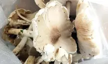 Once-a-year ‘kulat taun’ rich pickings for paddy farmer - PressReader