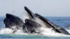 Whales ‘cannot out-sing’ human noise pollution - PressReader