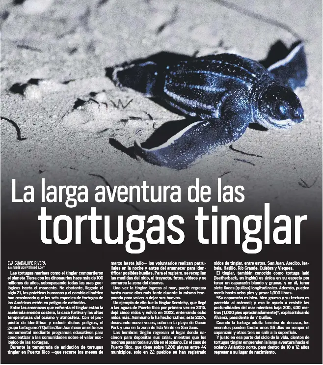 La larga aventura de las tortugas tinglar - PressReader