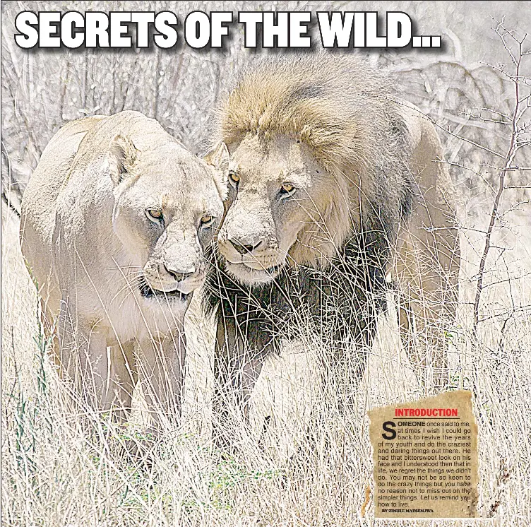 SECRETS OF THE WILD... - PressReader