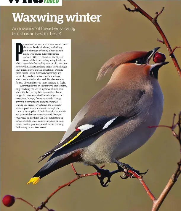Waxwing winter - PressReader