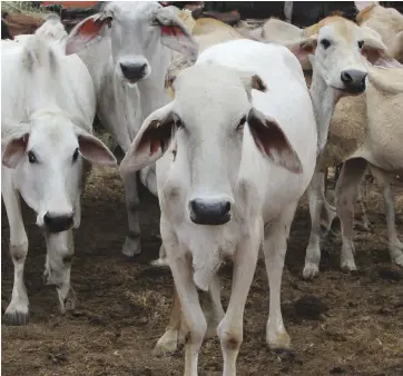 Reviving the dairy industry - PressReader