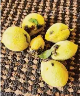 Two pests in peach trees, but only one to worry about - PressReader