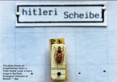 Debate buzzing in the zoology world - PressReader