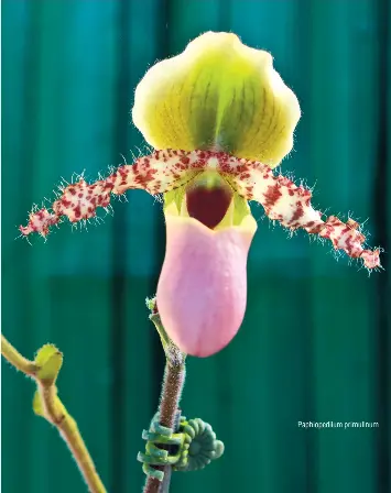 APOSTE EM UM CULTIVO DIFERENCIA­DO! - PressReader