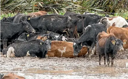 What is ‘intensive winter grazing’? - PressReader