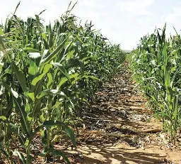 Volgende groot droogte: Wat kan boere plant en waar gaan vee wel ...