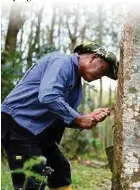 Getah Ringgit - PressReader