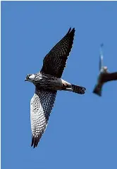 Avian navigation - PressReader