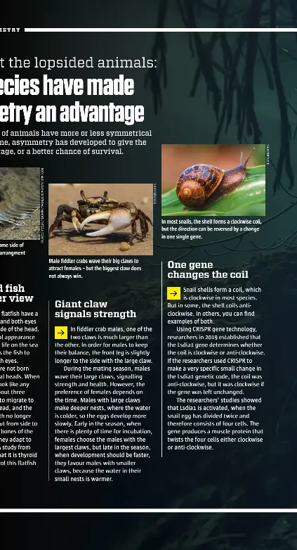 Five species have made asymmetry an advantage - PressReader