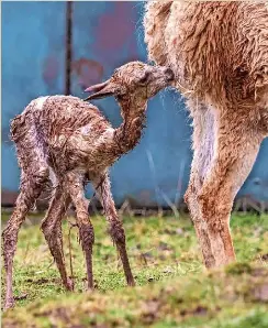 Zoo announces birth of female vicuña - PressReader