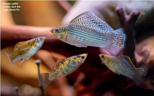 GIANT SAILFIN MOLLY - PressReader