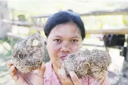 IPS eat poisonous root crop amid dry spell - PressReader