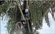 Youths inherit ‘buah kabung’ business - PressReader