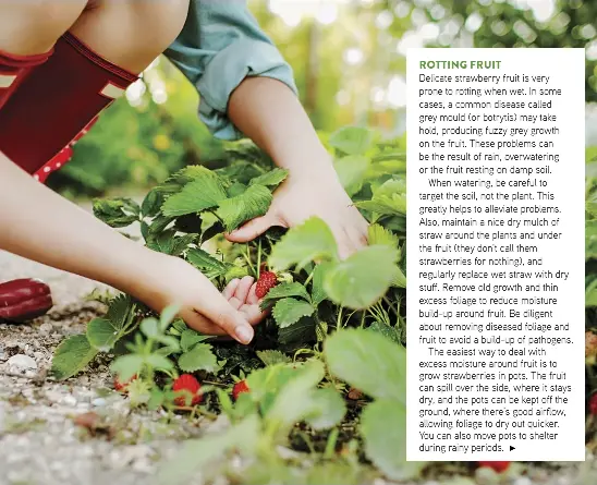 ROTTING FRUIT - PressReader