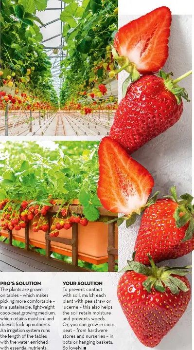 HOW TO GROW STRAWBERRI­ES - PressReader