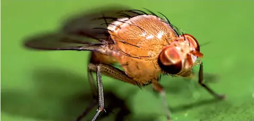 Scientists geneticall­y modify ‘sexual’ fruit fly to reproduce asexually - PressReader