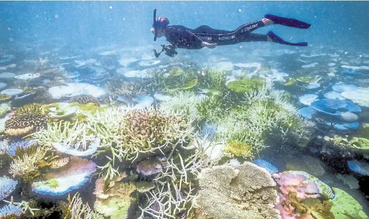 Great Barrier Reef nd struggles to survive - PressReader