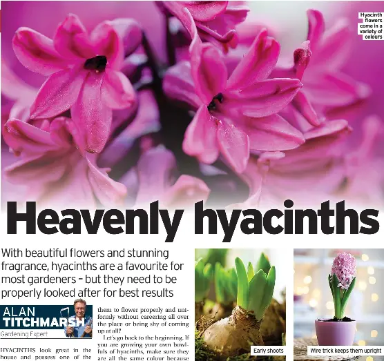 Heavenly hyacinths - PressReader