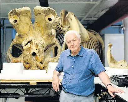 Jumbo the elephant – gone but not forgotten - PressReader