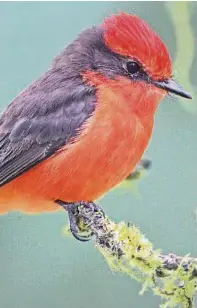 ¿Cómo se sabe si una especie está en peligro de extinción? - PressReader