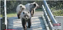 Bear No. 122 is ‘ The Boss’ in Banff National Park - PressReader