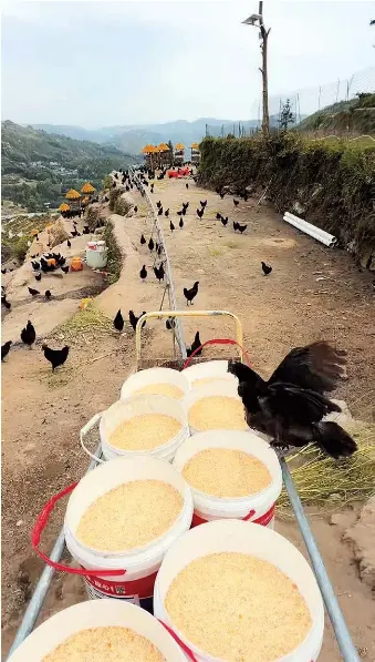 Meet the ‘chicken commander,’ China’s new rural generation - PressReader