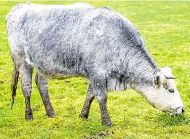 PREVIOUSLY ENDANGERED, RARE LATVIA BLUE COWS A REMINDER OF NATIONAL ...