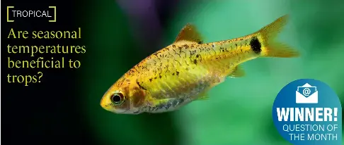 Are seasonal temperatur­es beneficial to trops? | Practical Fishkeepin ...