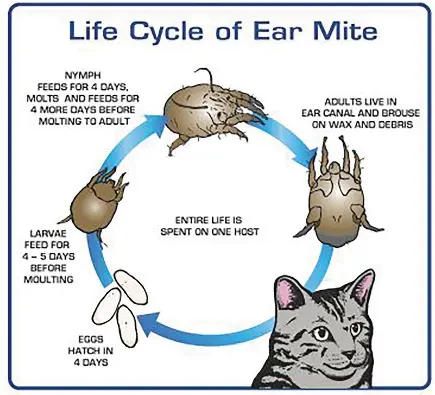 Understand­ing Ear Mites: A Silent Threat to Your Pets - PressReader