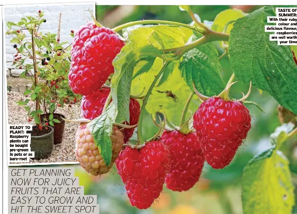 Raspberry source - PressReader