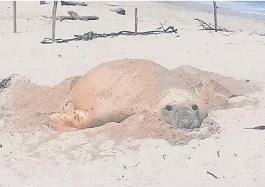 Rare sighting of elephant seal dubbed ‘Buffel’ - PressReader