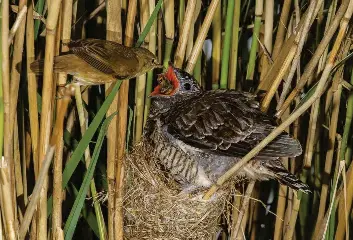 Get to know the cunning cuckoo - PressReader