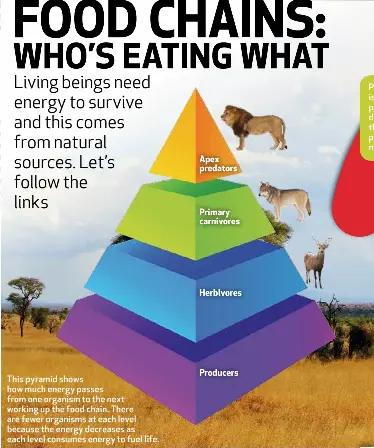 FOOD CHAINS: WHO’S EATING WHAT - PressReader