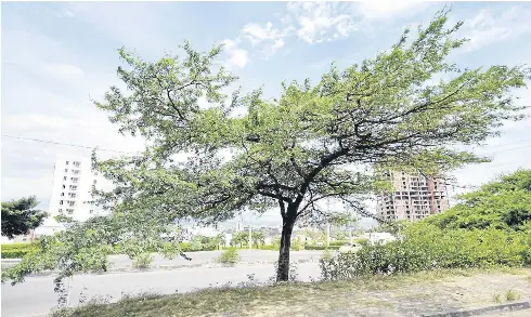 Impulsan programa por una Cúcuta más verde - PressReader