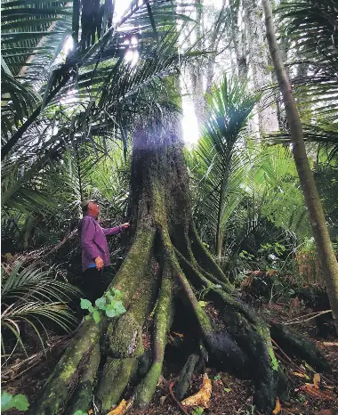 Tall, towering trees remember Wainui Bay farmer - PressReader